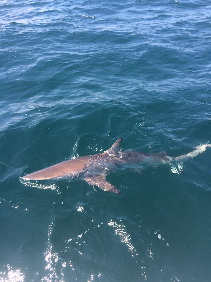 spinner-shark – TW's Bait and Tackle