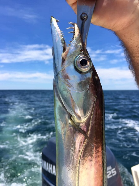 TW's Bait and Tackle